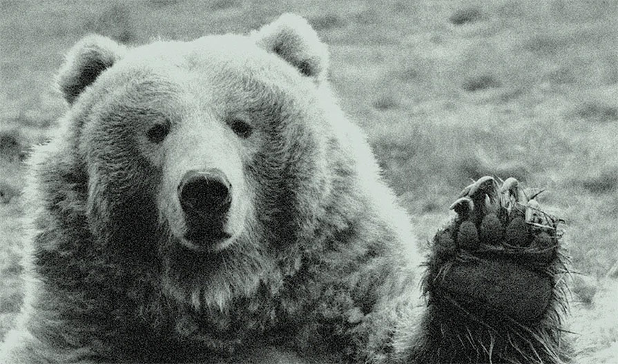 Burton Process Flying V Mens Gary the Bear Snowboard 2021 - ATBShop.co.uk